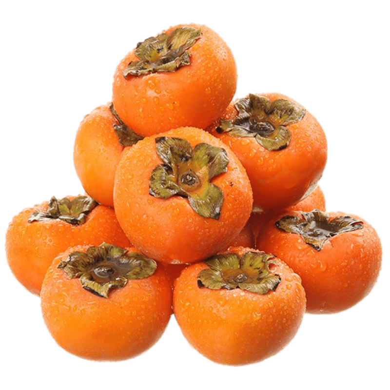 نهال خرمالو ژاپنی - پالیز نهال